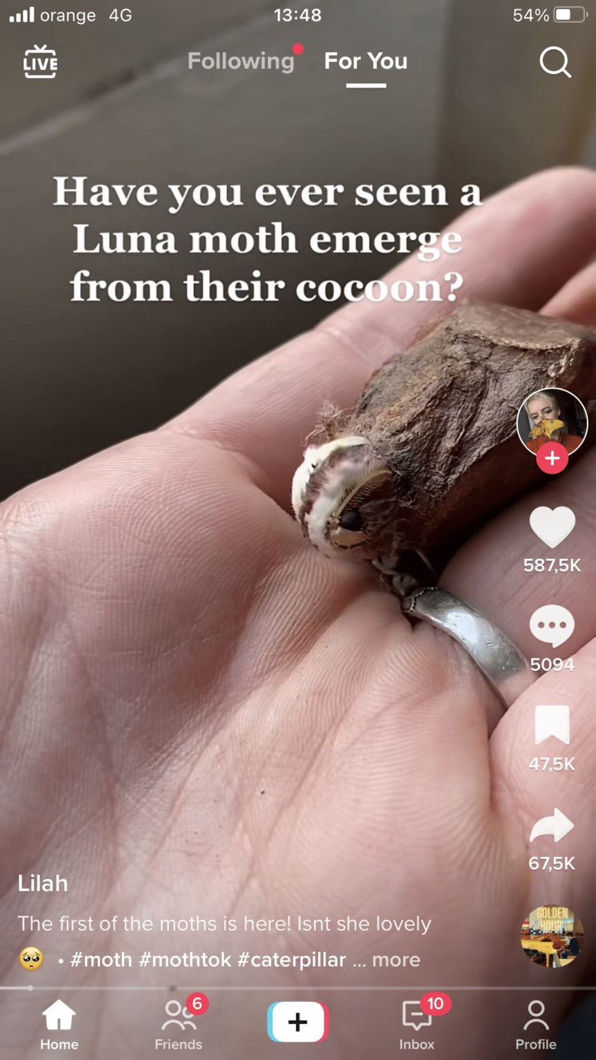 How to Go Live on TikTok: A Step-by-Step Guide - SocialBee